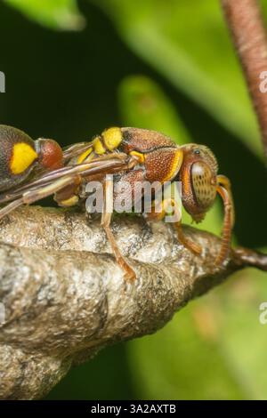 Macro of Hymenoptera is a large order of insects, comprising the ...