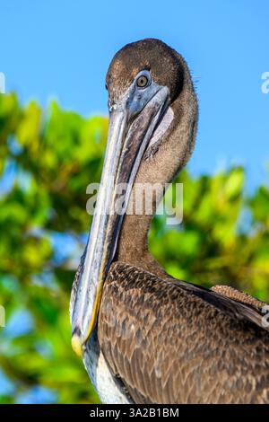 brown pelican on a mangrove tree on the caribbean coast of mexico Stock ...