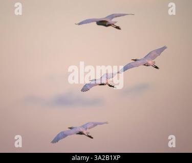 Cattle Egrets, Bulbucus ibis, fly over a mangrove forest on Santa Cruz ...