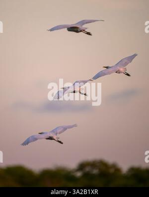 Cattle Egrets, Bulbucus ibis, fly over a mangrove forest on Santa Cruz ...