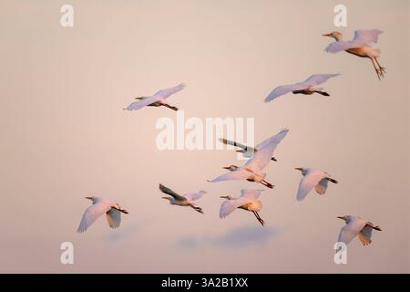 Cattle Egrets, Bulbucus ibis, fly over a mangrove forest on Santa Cruz ...
