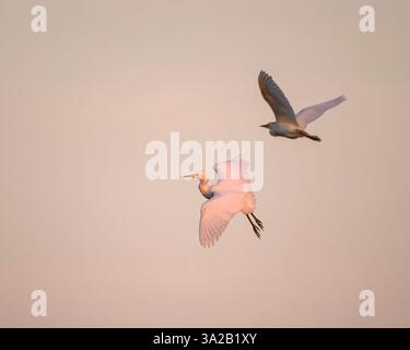 Cattle Egrets, Bulbucus ibis, fly over a mangrove forest on Santa Cruz ...