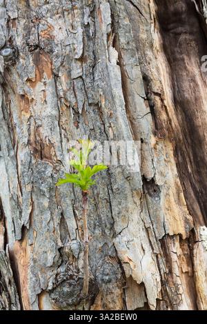 Close-up of Crataegus 'Schraderiana' - Blue Hawthorn tree trunk with ...