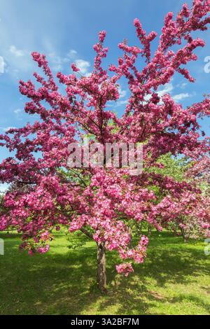 Springtime crabapple in rose blooming, Chanticleer Garden, Wayne, Pennsylvania Stock Photo - Alamy