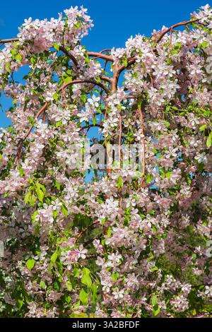 CRABAPPLE LOUISA MALUS IN SPRING IN NORTHERN ILLINOIS USA Stock Photo ...