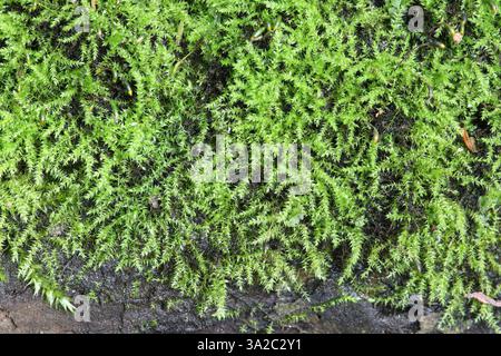 Hygroamblystegium varium (also known as Amblystegium varium) on a ...