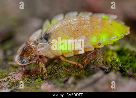 Luminous female firefly (Lamprohiza splendidula) attracts males with ...