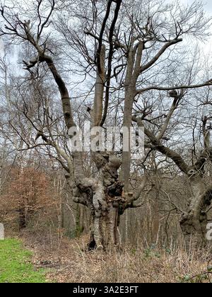 Farnham Common, Buckinghamshire, UK. 12th November, 2021. To mark ...
