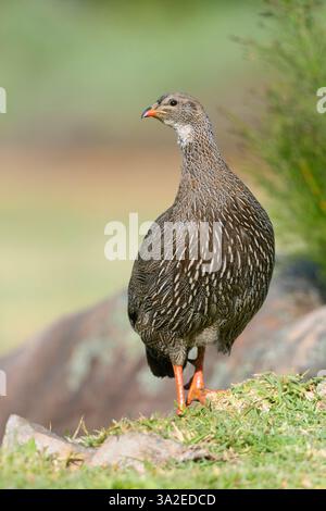 Cape Spurfowl (Pternistis capensis), Western Cape, South Africa, Africa ...