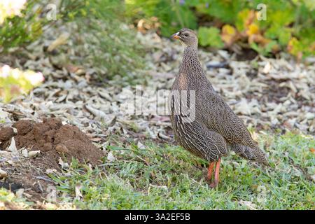 Cape Spurfowl (Pternistis capensis Stock Photo - Alamy