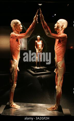 Nov 19, 2005; New York, NY, USA; A view of a human body at 'Bodies ...