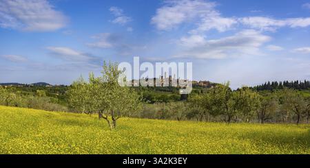 Yellow flowering broom, spring meadow with olive trees, behind San ...