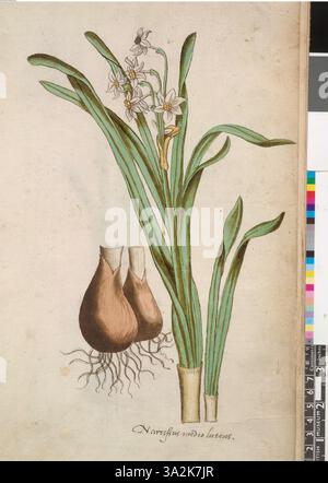 A botanical illustration showing multiple plant species native to ...