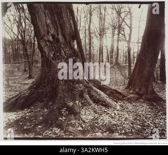 A photograph of St. Cloud park by Eugène Atget, focusing on the ...