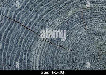 Cross Cut Of Bog Oak Stock Photo - Alamy