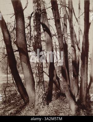 Taken in the evening of May 1922, this photograph by Eugène Atget ...