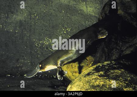 Sept. 1, 2014 - France - PLATYPUS ornithorhynchus anatinus, AUSTRALIA ...