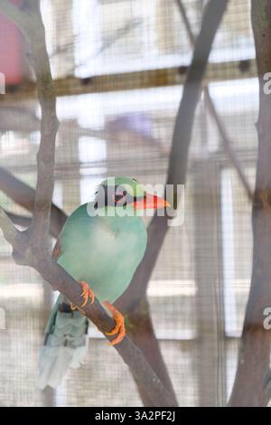 A closeup of a beautiful Javan green magpie Stock Photo - Alamy