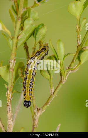 Caterpillar of the box tree pest box tree moth (Cydalima perspectalis ...