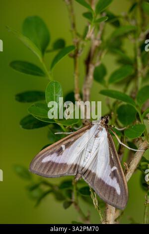 Close-up of box tree moth caterpillar, cydalima perspectalis on Buxus ...