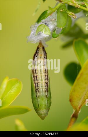 Cydalima perspectalis - Box Tree Moth portrait, reflection on glass ...