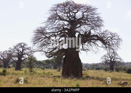 Majestic baobab trees with grazing zebras, Tarangire National Park ...