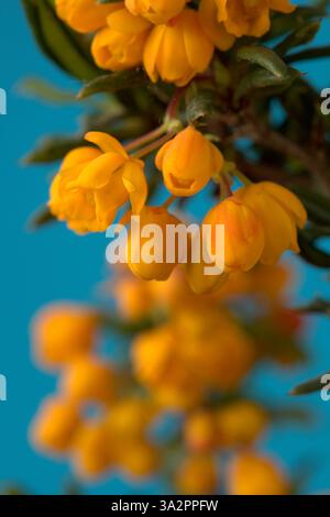 Berberis × stenophylla 'Corallina Compactaalpine' AGM Barberry March ...