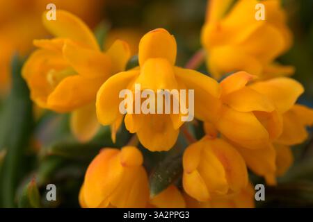 Berberis × stenophylla 'Corallina Compactaalpine' AGM Barberry March ...