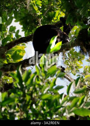 Howler monkey in the forest of Tikal, Guatemala Stock Photo - Alamy