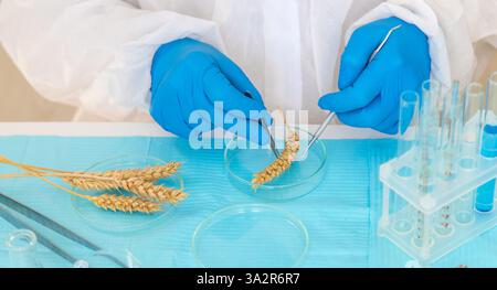laboratory testing of wheat ears. Selective focus. nature Stock Photo ...