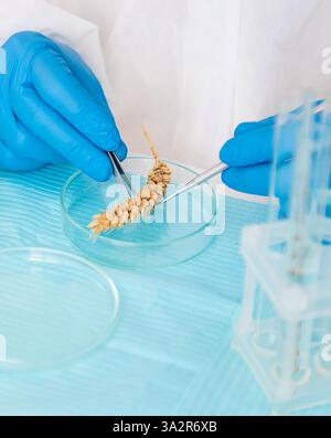 laboratory testing of wheat ears. Selective focus. nature Stock Photo ...