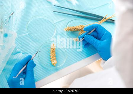 laboratory testing of wheat ears. Selective focus. nature Stock Photo ...