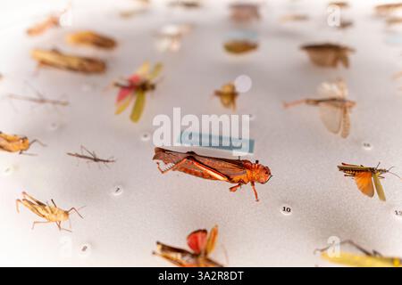 Grasshopper Specimens Insectarium American Museum Natural History New ...