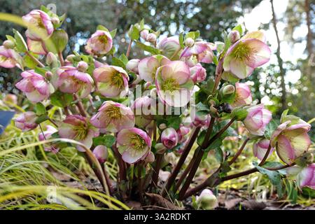 Pink and cream Helleborus x hybridus, hybrid hellebore, Lenten rose in ...
