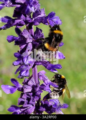 Macro orange and black bumblebee (Bombus terrestris) feeding on blue ...