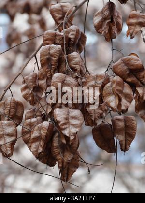 The brown bladder-like fruits of the Koelreuteria paniculate or ...