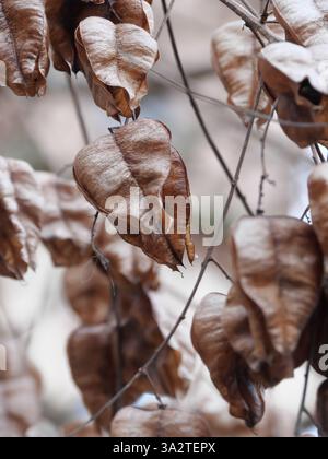 The brown bladder-like fruits of the Koelreuteria paniculate or ...