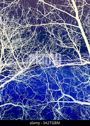 Reverse image of branches growing into each other Stock Photo - Alamy