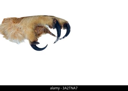 Owls hooked talons on white bacground with copy space Stock Photo - Alamy