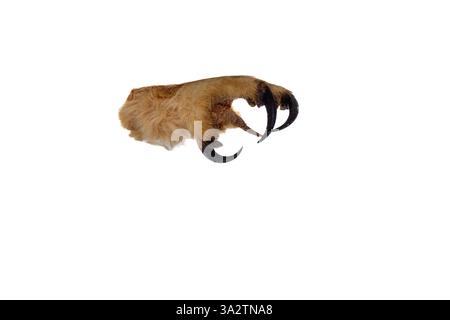 Bird of Prey Foot Claws Talons Leather Glove Sharp Stock Photo - Alamy