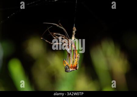 A juvenile banded-legged golden orb-weaver (Trichonephila senegalensis ...