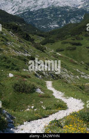 Strait path between plants and summer flowers along the mountains of ...