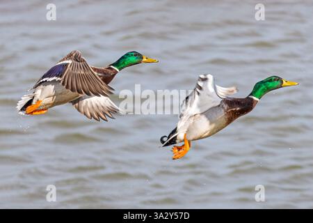 Males & Female, Mallard, RSPB Wallasea Island Nature Reserve, Essex, UK ...