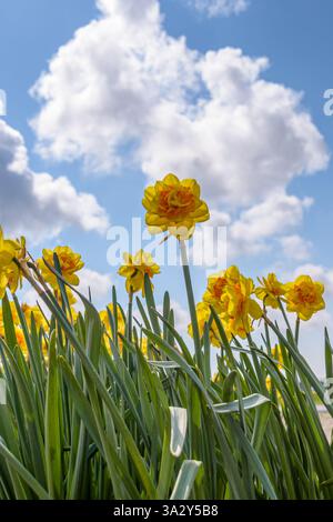 Yellow soft clouds against the blue evening sky Stock Photo - Alamy