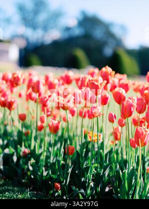 Pink tulips in pastel coral tints at blurry background, closeup. Fresh ...