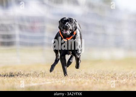 Dutch Shepherd Running Lure Course Sprint Dog Sport Stock Photo - Alamy