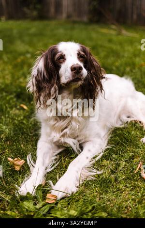 An English springer spaniel laying in a red agility tunnel Stock Photo ...