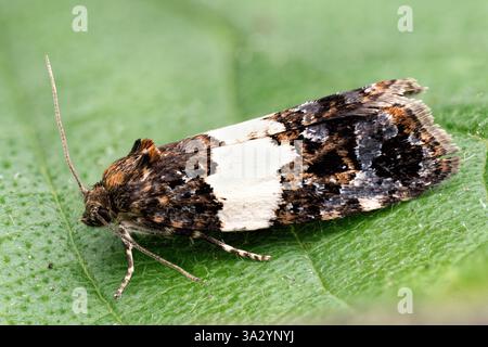 White-barred Tortrix (Olindia schumacherana Stock Photo - Alamy