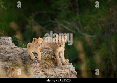 Lion cubs of the Topi Pride sitting on a rock, Masai Mara, Kenya, March ...