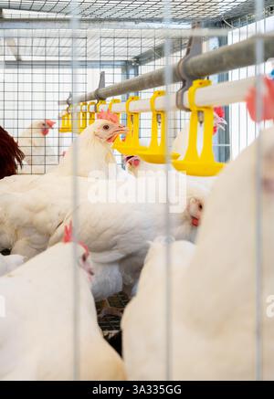 Dekalb White hens in cage in poultry farm Stock Photo - Alamy